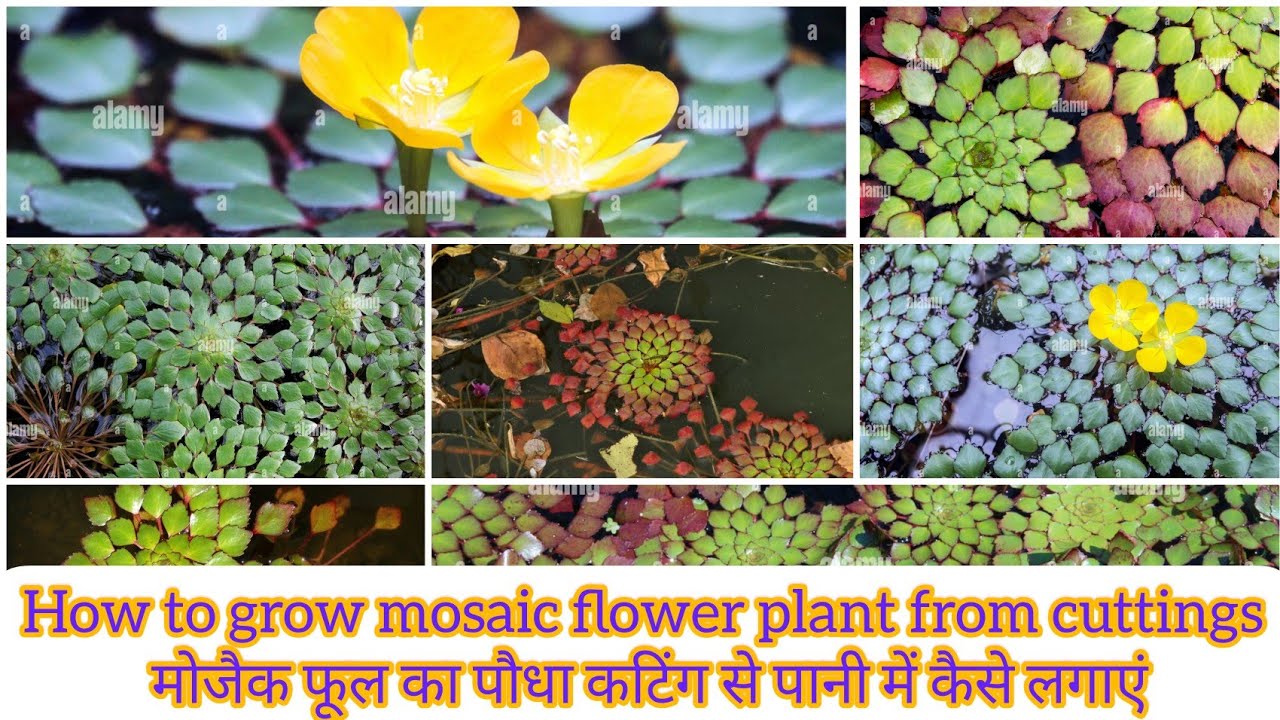 Mosaic Flower Plant Growing From Cutting||Fertilizing and complete ...