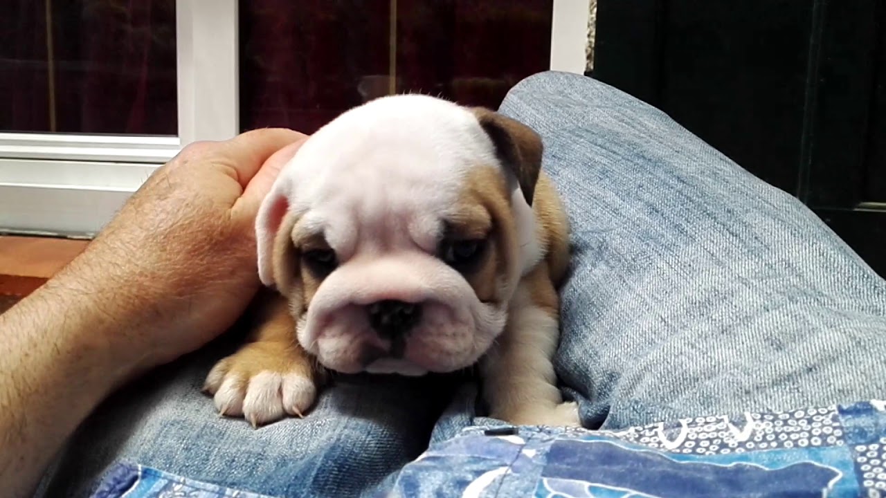 06/06/2020 - VID 20200606 143223 bébés bulldogs anglais - YouTube