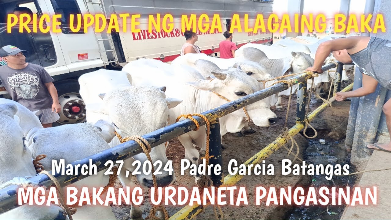 Price Update ng mga Baka sa Padre garcia batangas... - YouTube