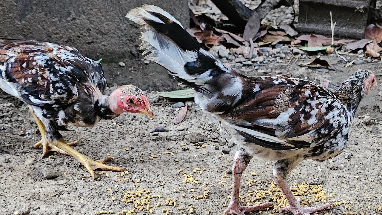 De este tamaño van los hijos de el gallo cocolo - J7D - YouTube