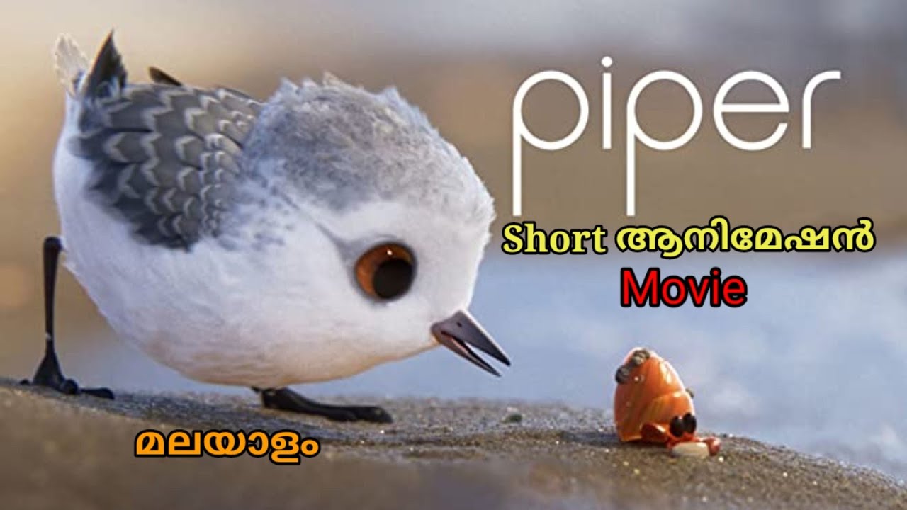 Piper (2016) Short Animation Movie Explained in Malayalam | Disney ...