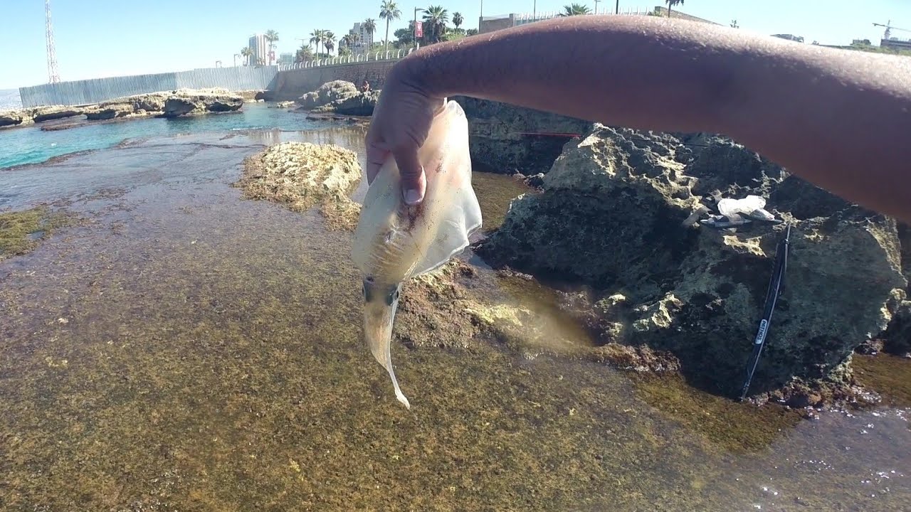 صيد الكلمار بالبارودة بالغوص الحر في لبنان spearfishing kalamr in ...