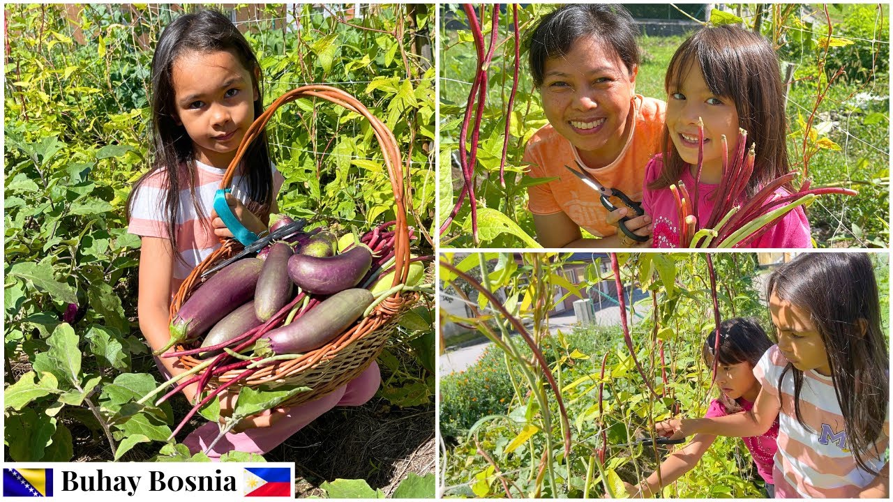 Leila i Stella beru povrće u bašti | Leila and Stella harvesting vegetables at the garden - YouTube