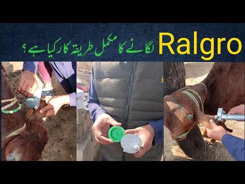 Ralgro || How to inject Ralgro|| Ralgro implant in Fattening animals ...