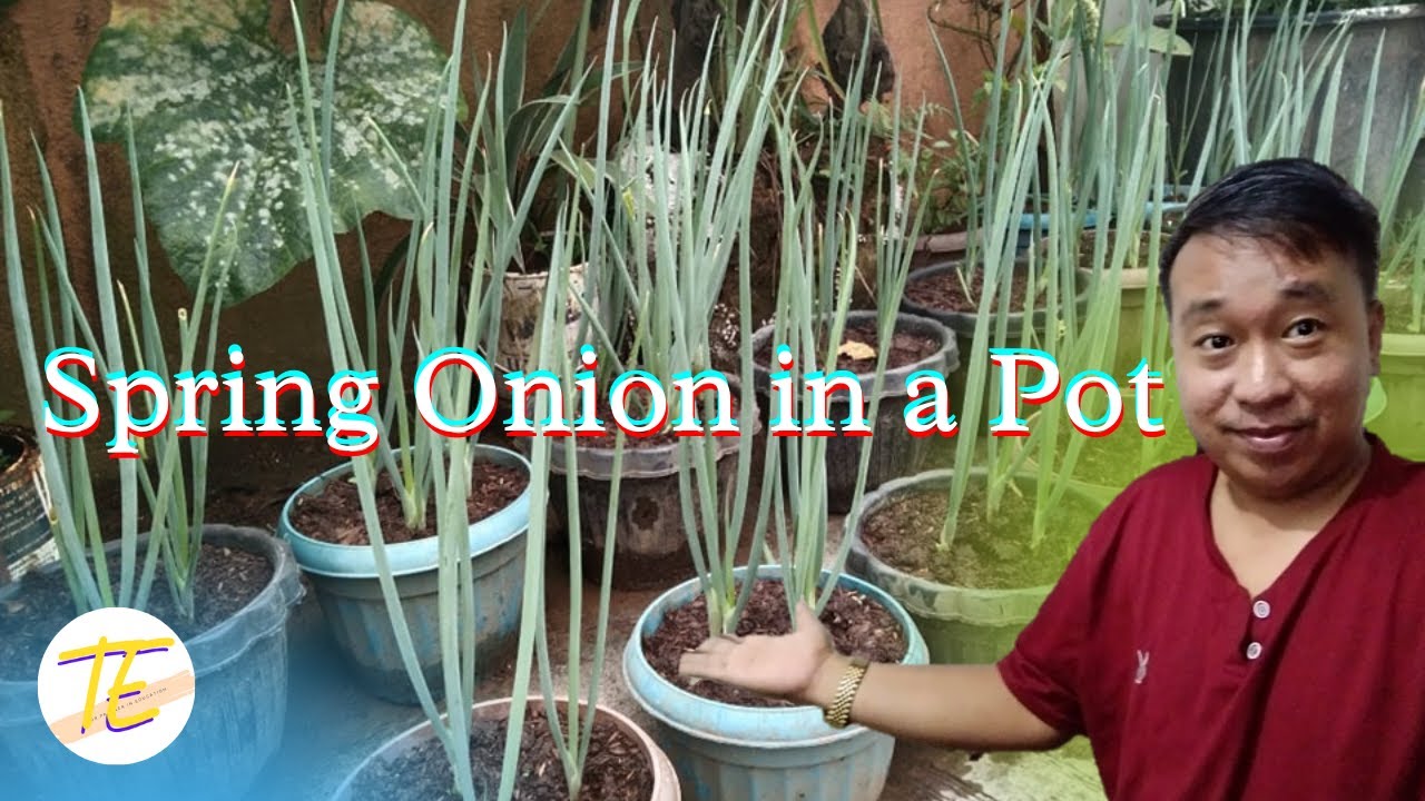 How to Grow Spring Onion in a Pot / Updated - YouTube