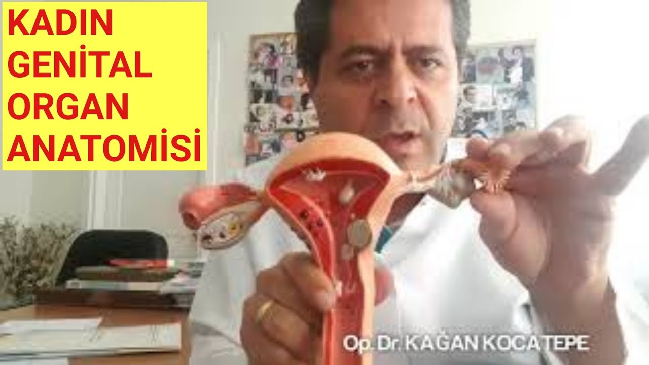 KADIN GENİTAL SİSTEMİ ANATOMİSİ (VAJİNA, RAHİM AĞZI, RAHİM, TÜPLER ...
