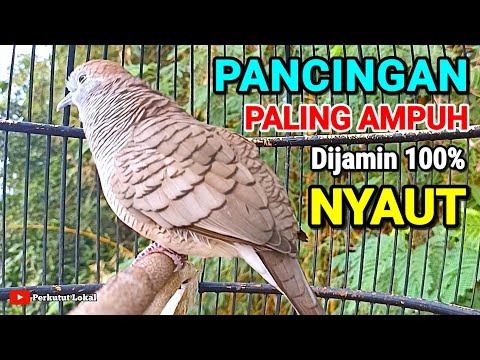 Perkutut Lokal Gacor Suara Pancingan Burung Perkutut Paling Ampuh Agar Cepat Bunyi Gacor Manggung 