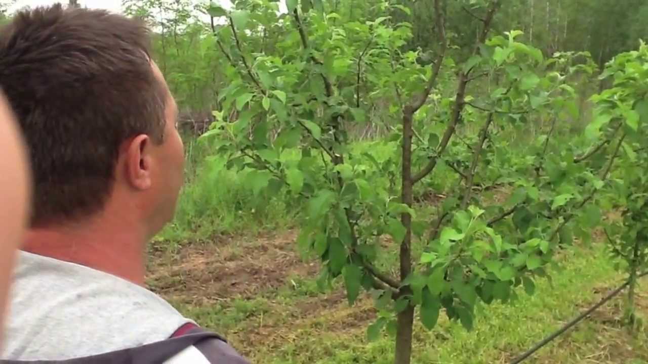 Zelena rezidba - YouTube