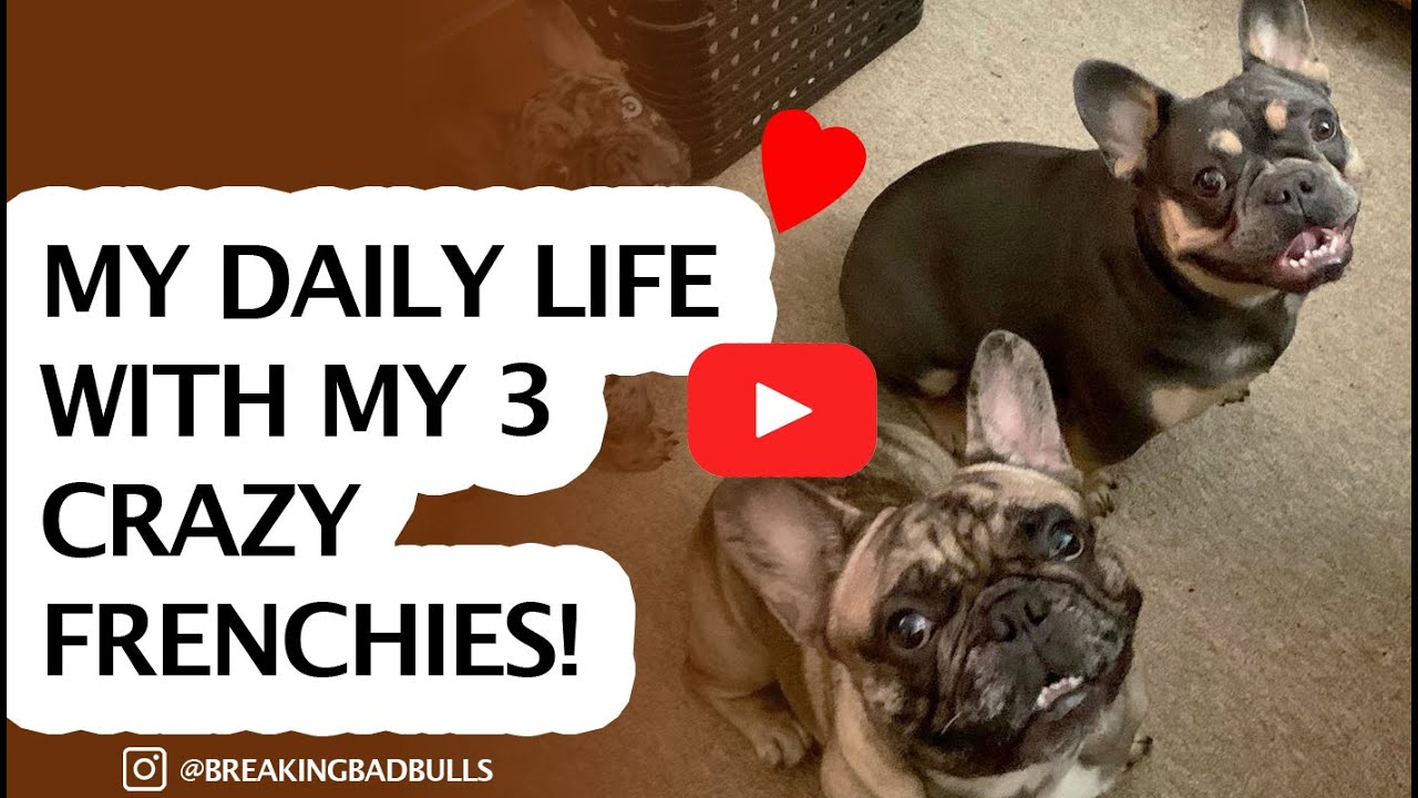 MY DAILY LIFE WITH MY 3 CRAZY 😜 FRENCHIES!! - YouTube
