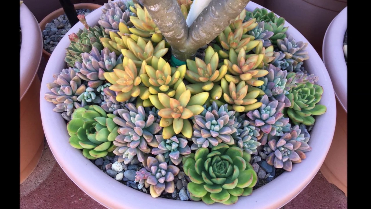 Amazingly Beautiful Succulent Plants 2020 - YouTube
