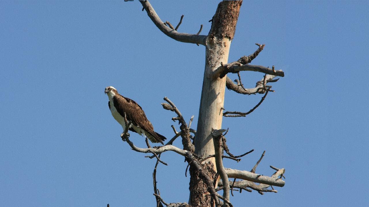 Osprey flying over river - YouTube