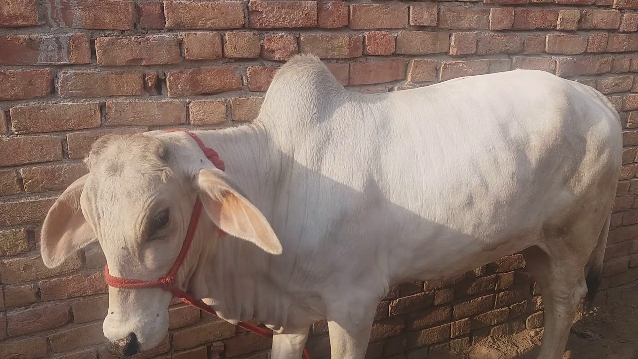 2 SOL one month bull and desi cow not for sale - YouTube