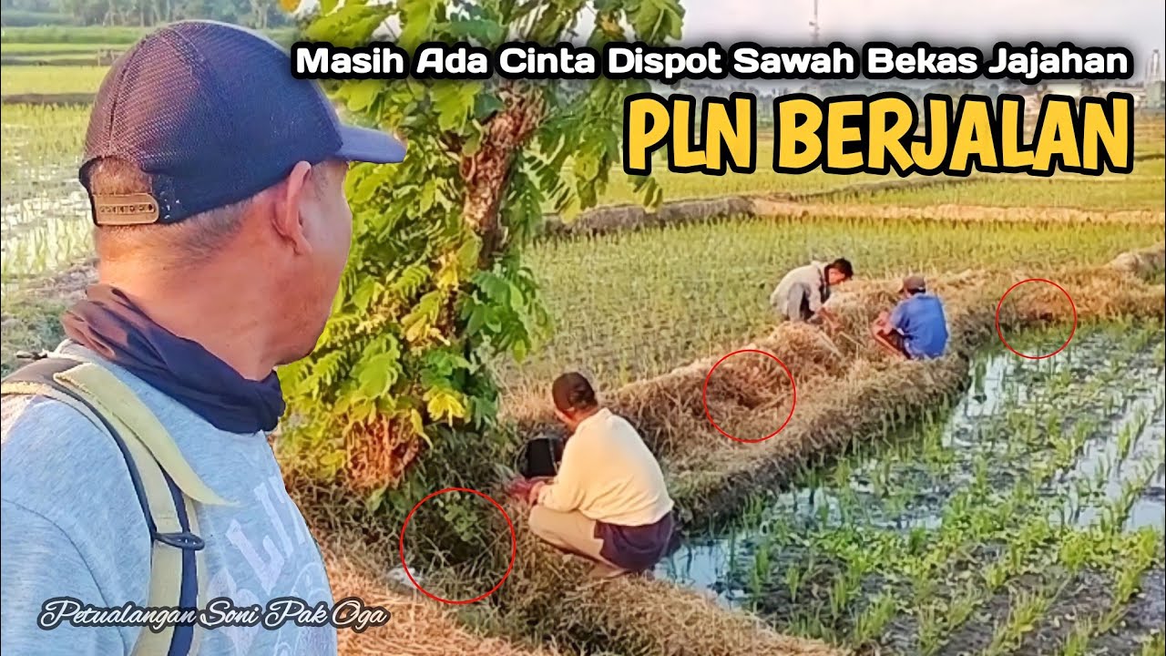 ALHAMDULILLAH !!! Masih Ada Cintanya Mancing Belut Dispot Sawah Bekas ...