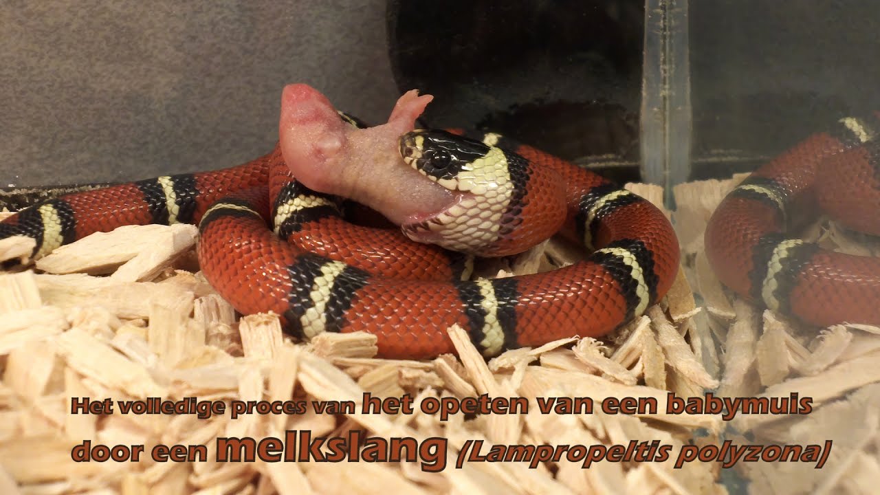 Melkslang (Lampropeltis polyzona) eet een babymuis volledig gefilmd ...