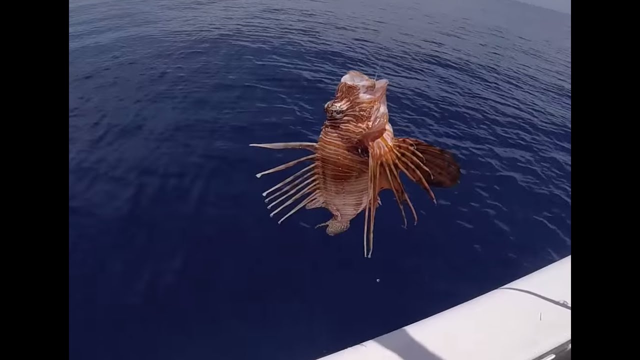 Caught two Lionfish on hook and line!! - YouTube