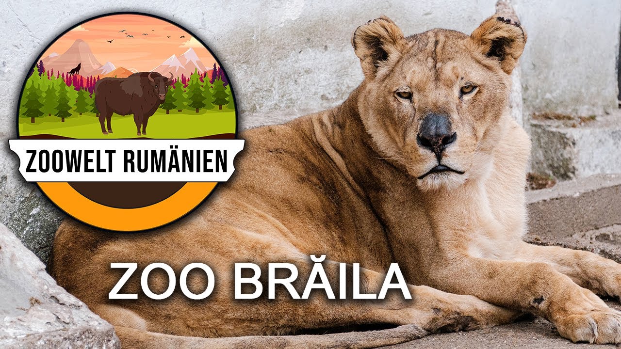 Zoo Brăila - Der Roadside-Zoo - Zoowelt Rumänien - YouTube