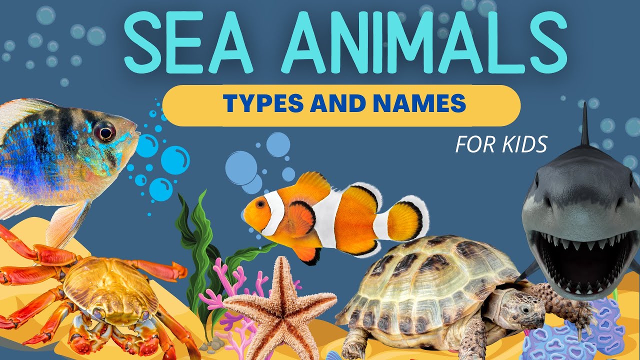 Ocean Animals for Kids - Sharks, Whales, Dolphins, Sea Lion + more ...