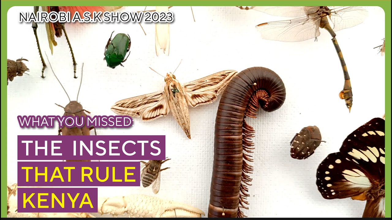 Incredible World of Bugs and Insects found in Kenya - YouTube