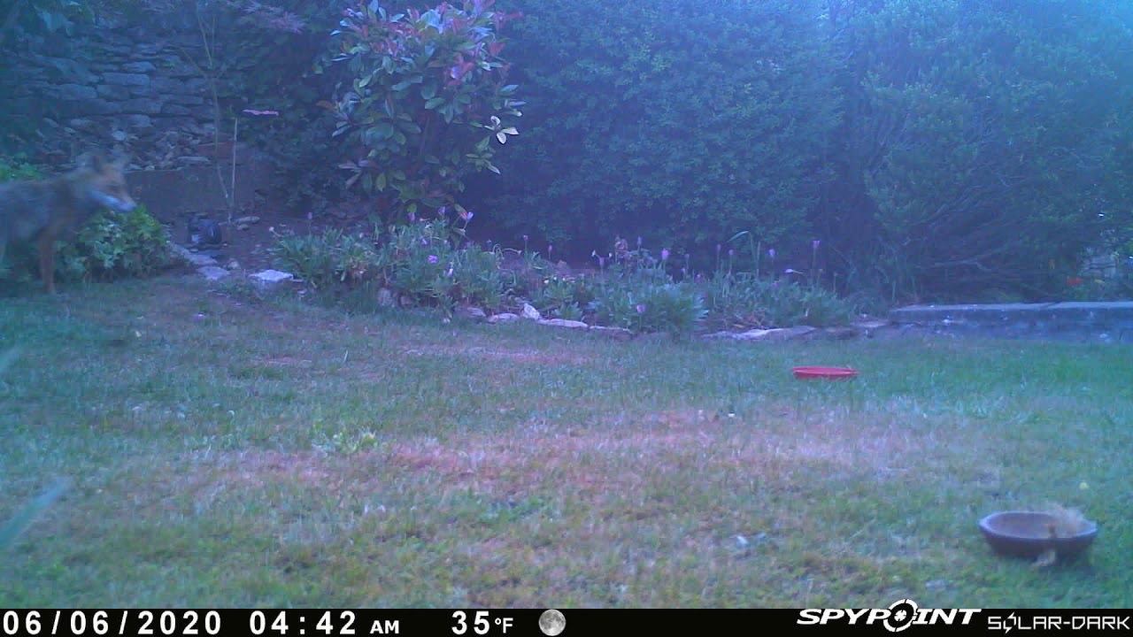 Fox at dawn 6 June - YouTube