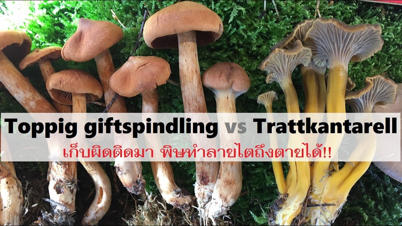 Toppig giftspindling vs Trattkantarell อันไหน มีพิษทำลายไตถึงตาย หรือ ...