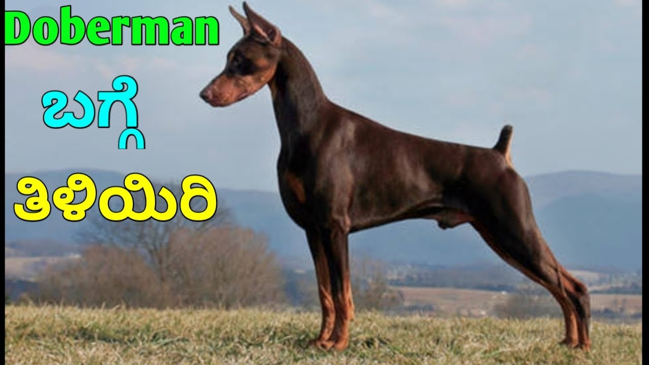 Tax collector ಒಬ್ಬ breed ಮಾಡಿದ ಈ ತಳಿಯ ಬಗ್ಗೆ ನಿಮಗೆಷ್ಟು ಗೊತ್ತು?/Doberman ...