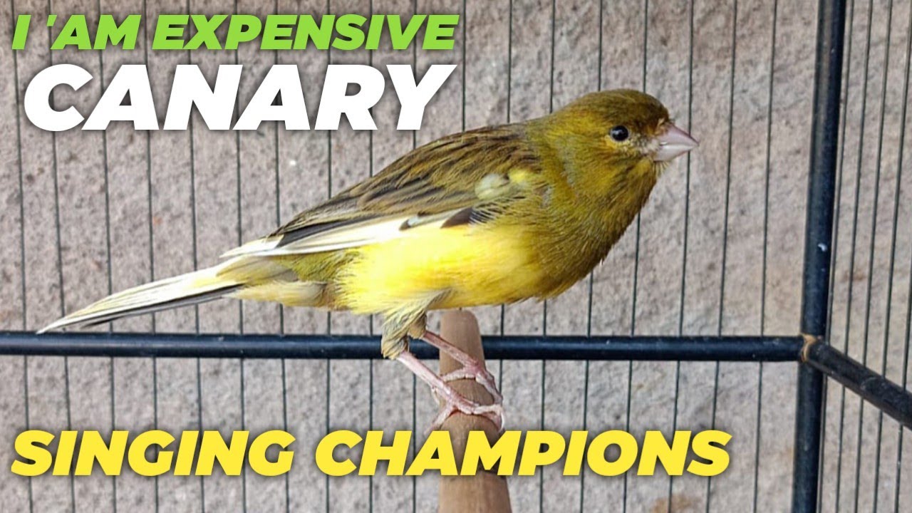 THE BEST SINGING EXPENSIVE CANARY - SINGING CANARY , CANARIO BELGA ...