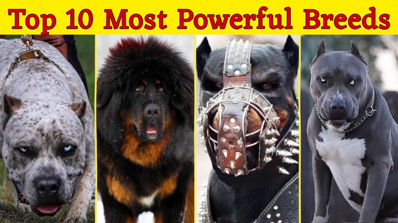 Top 10 Most Powerful Dog breeds In The World - YouTube