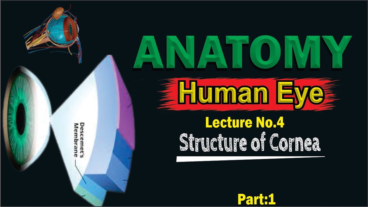 Cornea | Anatomy of Cornea | Structure of Cornea | Histology of Cornea ...