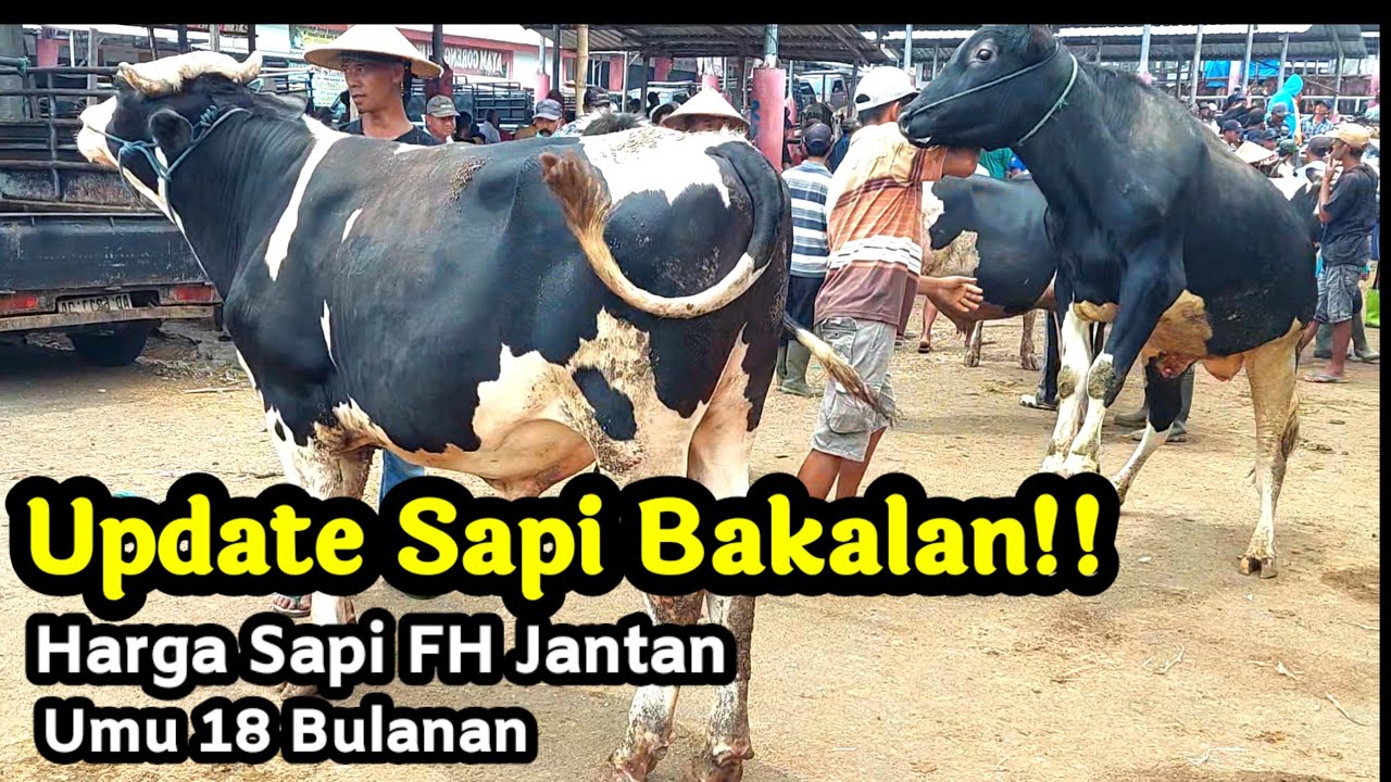 Update Sapi Bakalan!! Harga Sapi FH Jantan Umur 18 Bulanan Harga di ...