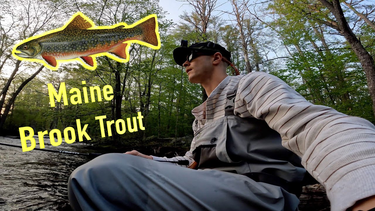 Native Brook Trout Fishing in Southern Maine - YouTube