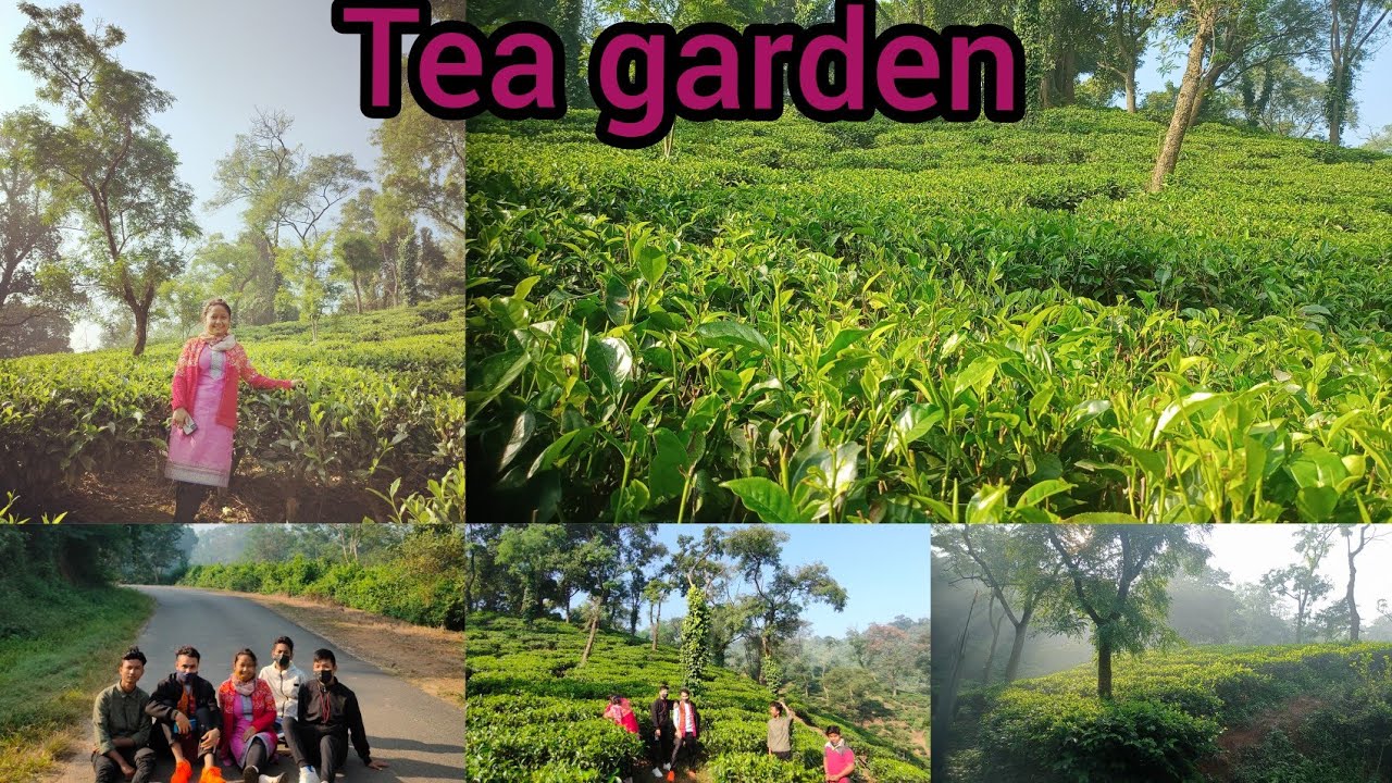 Tea garden/ Chandrapur panbari tea garden / চাহ বাগিচা ☕ - YouTube