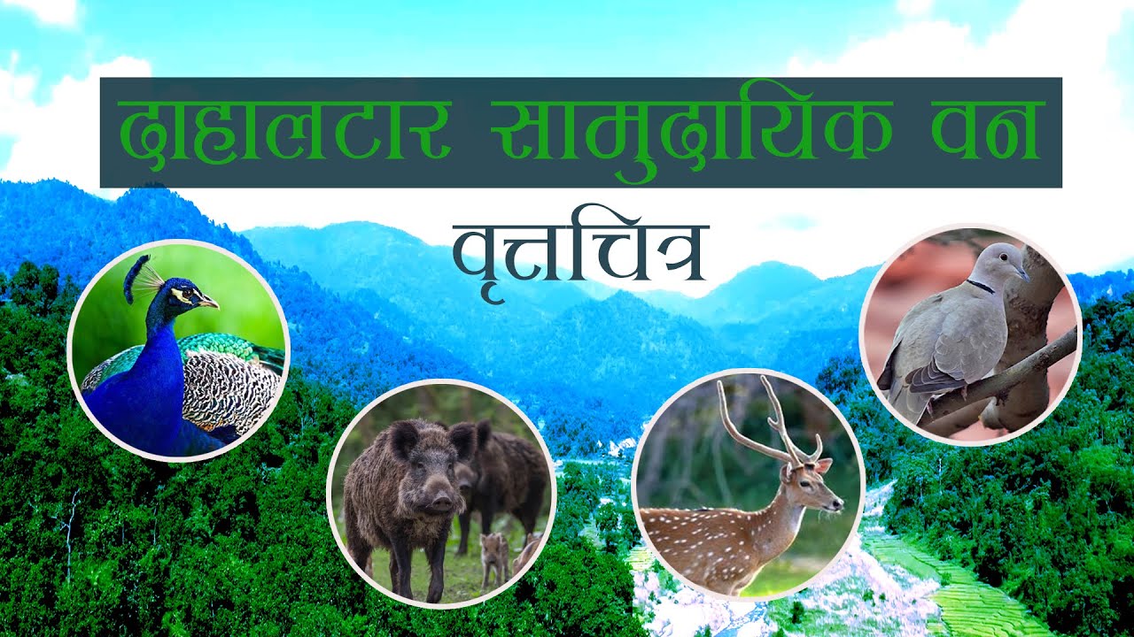 Dahaltar Samudayik Ban • Documentary - YouTube