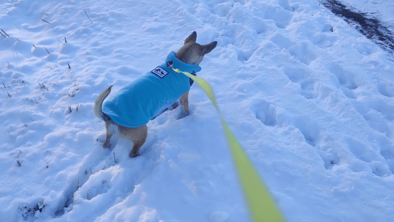 Little Buddy likes snow - YouTube