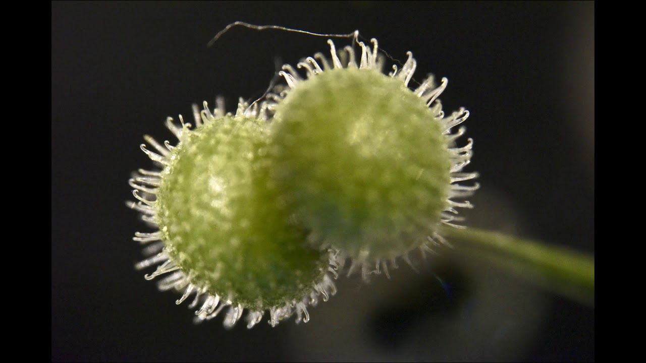 Cocklebur and Velcro - YouTube