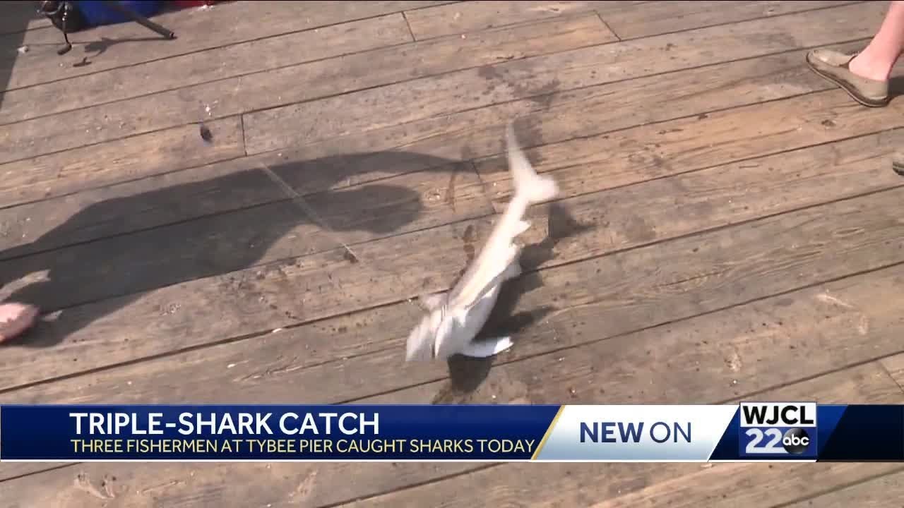 Three sharks caught by three different fisherman at the Tybee Pier ...