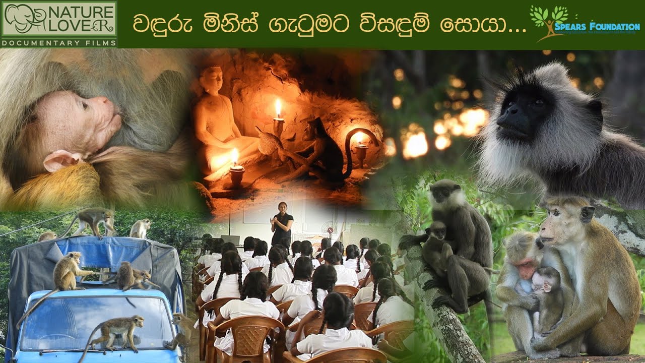 වදුරු මිනිස් ගැටුමට විසදූම් සොයා (Finding solutions for human-monkey conflict) - YouTube