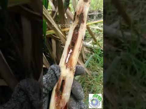 EVIDENCIA DEL PARASITISMO DE COTESIA FLAVIPES PARASITANDO LARVAS DE ...