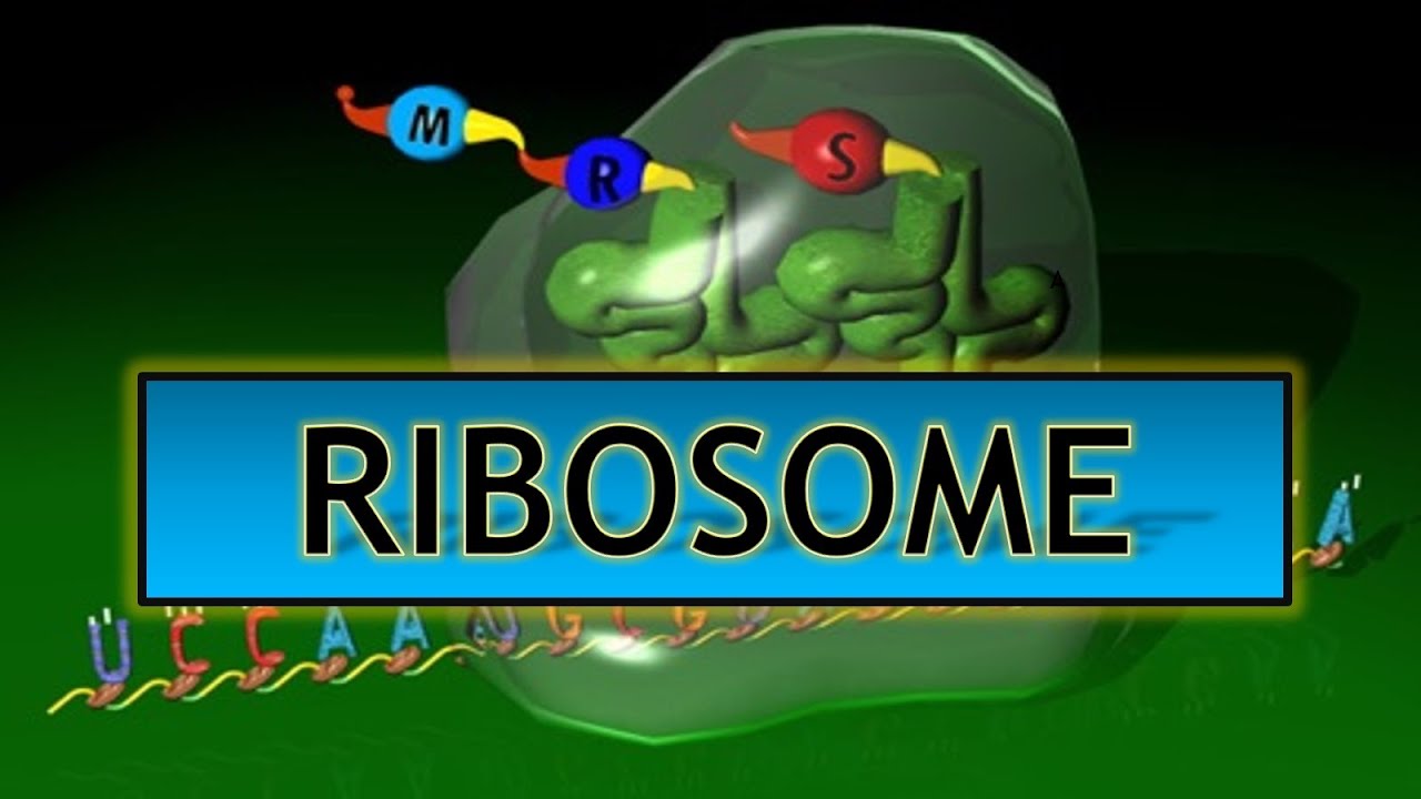 Ribosome - Structure & Function in Detail (#ppt) - YouTube