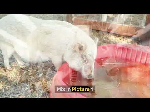 Top Geneticist Reveals Truth About Donkey Pig Hybrids - YouTube