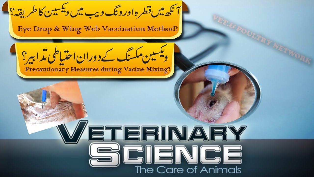 Intraocular/Eye drop & Wing web vaccination/How to give eye drop & wing ...