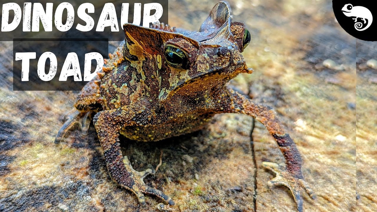 The Closer You Look, The Crazier Dinosaur Toad Becomes! - YouTube