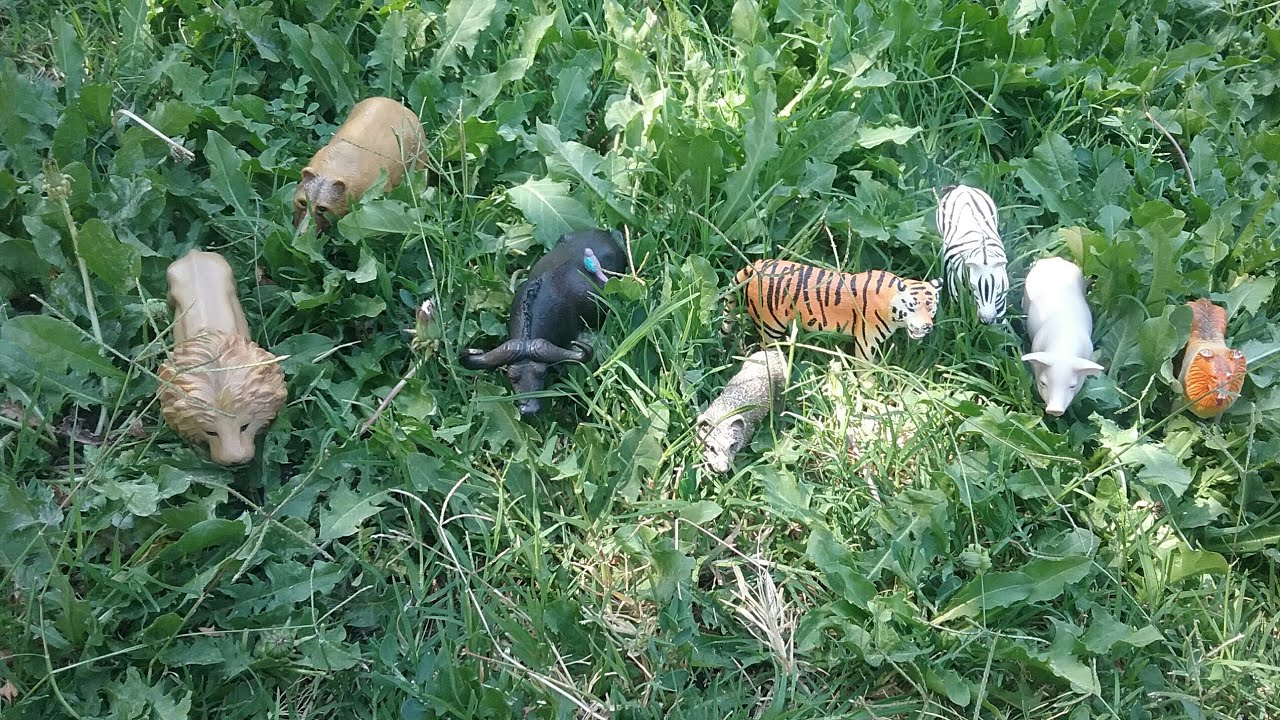 Episode :1 series 1 animal collection - YouTube