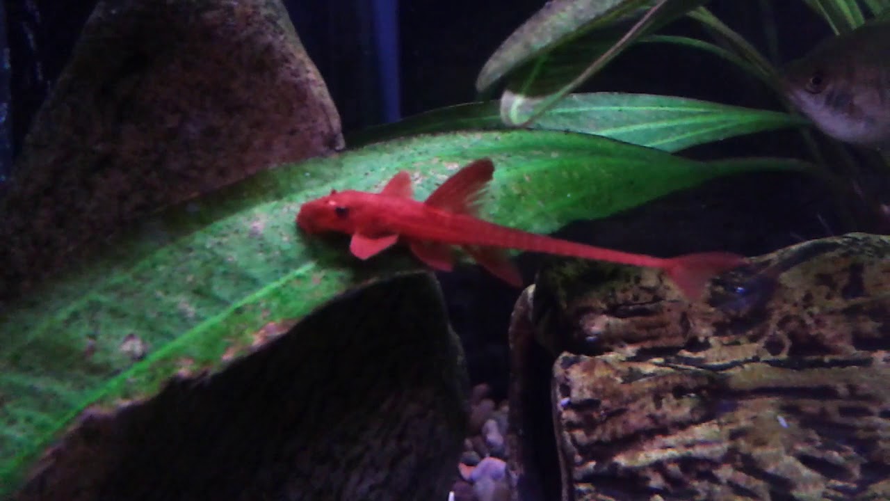 Rineloricaria 010A / Red Lizard Catfish - YouTube