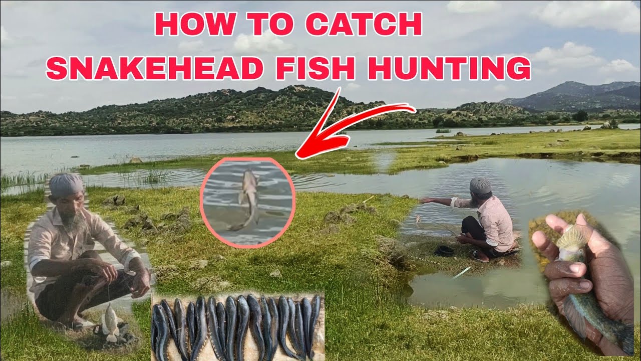 HOW TO CATCH SNAKEHEAD FISH HUNTING మన ఊరిలో కోత నీళ్ళు వచ్చాయి చేపలు ...