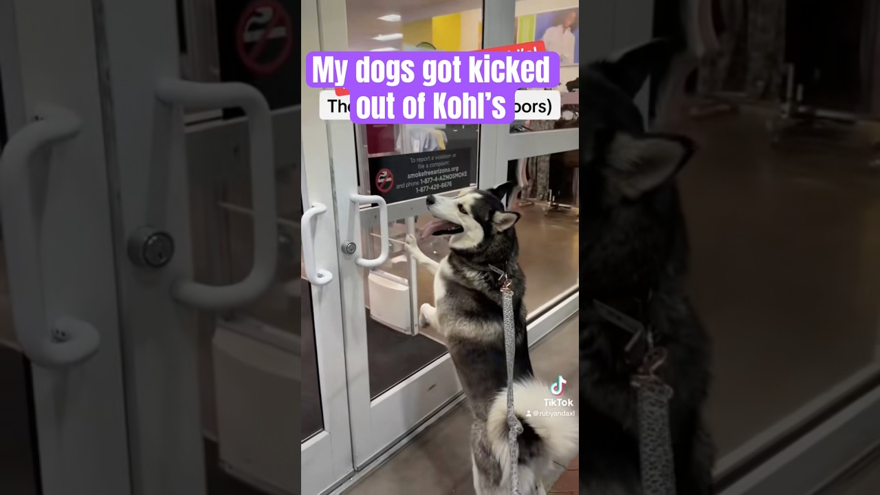 My dogs got kicked out of Kohl’s… guess they’re not big shoppers! 😂 # ...