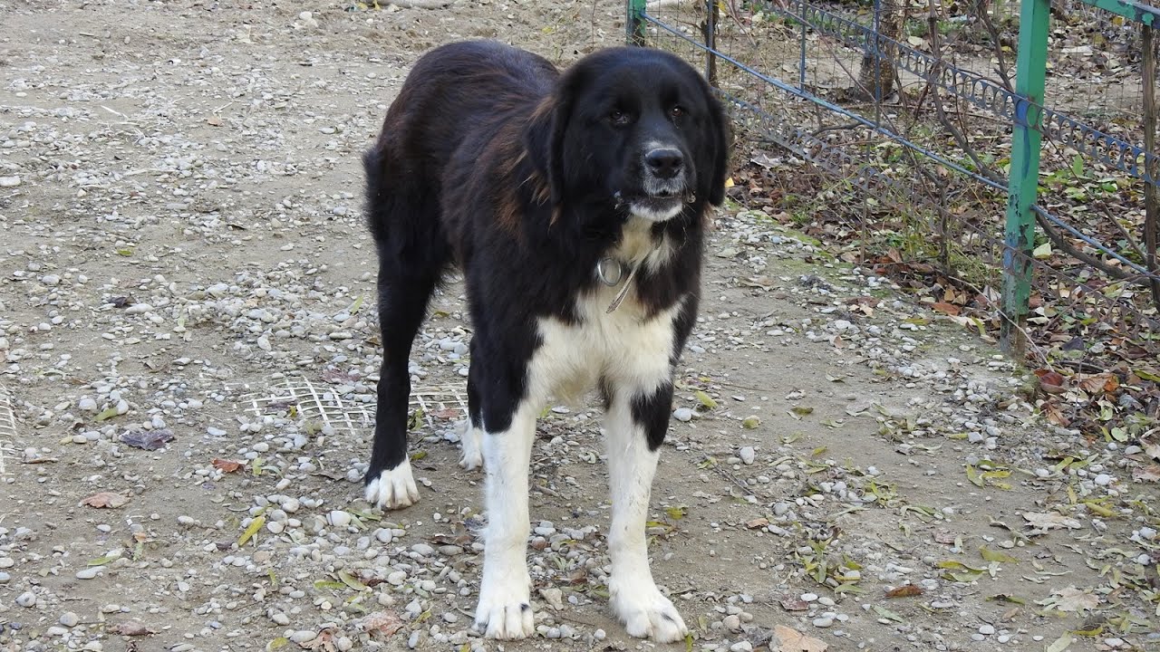 Metisi de Ciobanesc Corb cu Ciobanesc de Bucovina adulti - doua ...