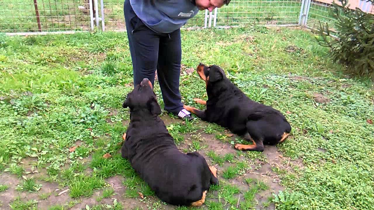Rottweiler friendly Family 2014 - YouTube
