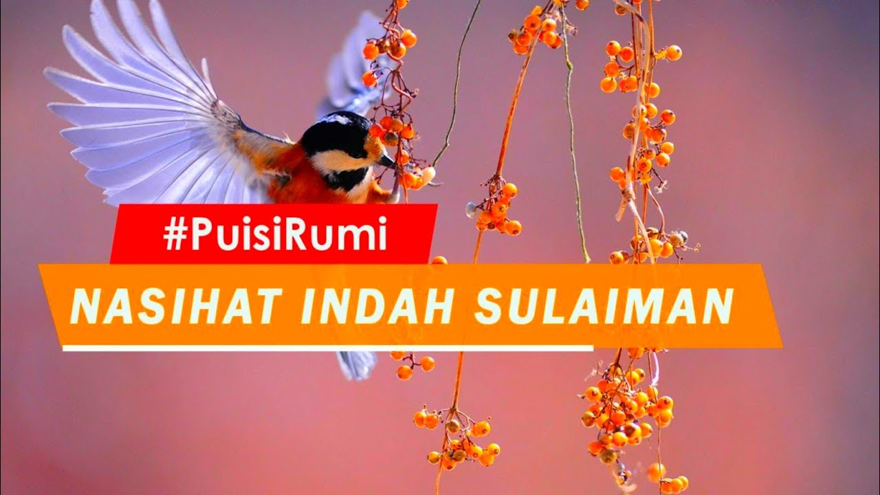 PUISI RUMI | NASIHAT INDAH SULAIMAN | Jalaluddin Rumi | musikalisasi ...
