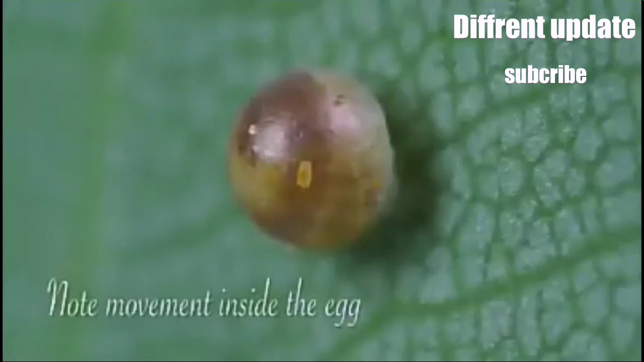 Life cycle of a butterfly in real life watch video full hd don't miss ...
