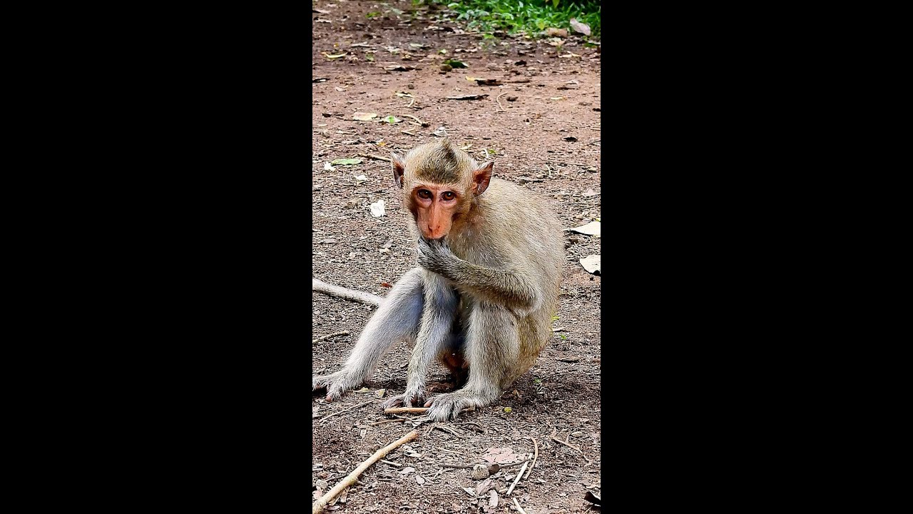 Monkey Dawn updated today July 09 2023 - YouTube